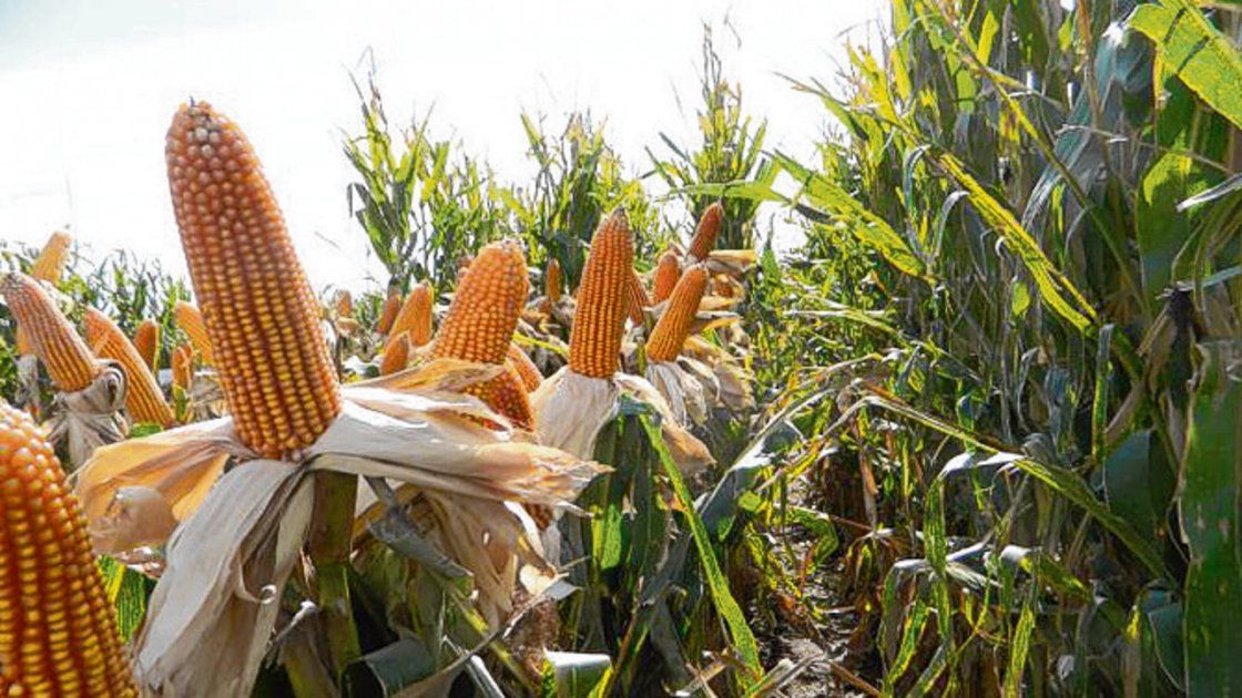 El desafío es mantener al maíz en un sendero de crecimiento