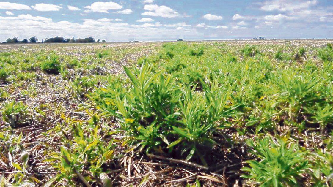 Manejo integrado para ganarle el partido a las malezas