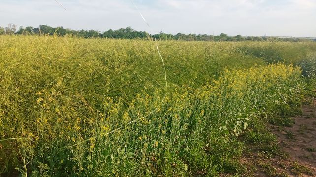 Colza: un cultivo que busca crecer en suelo entrerriano
