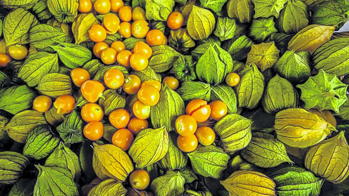 La uchuva da los primeros pasos en el país