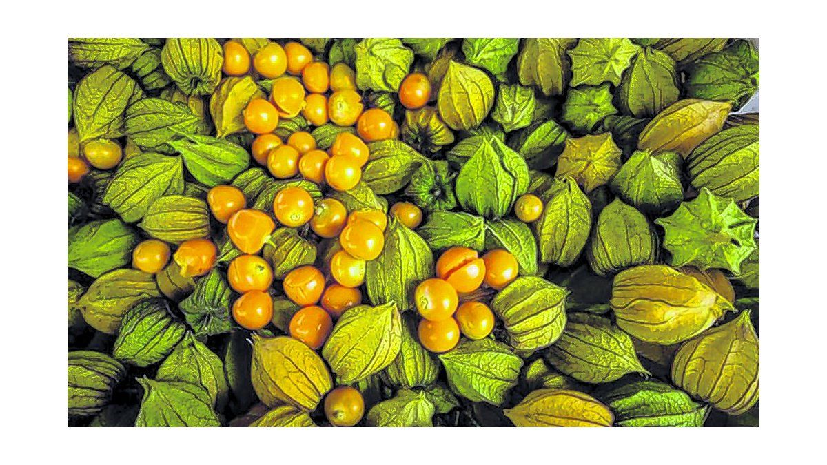 La uchuva da los primeros pasos en el país