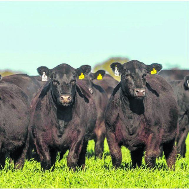 La Asociación Argentina de Angus cumple 100 años y celebra su ...