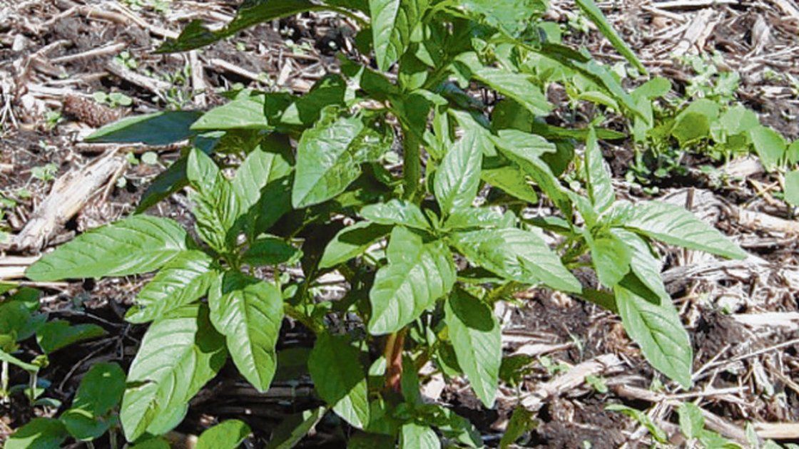 Malezas: aplicaciones a medida