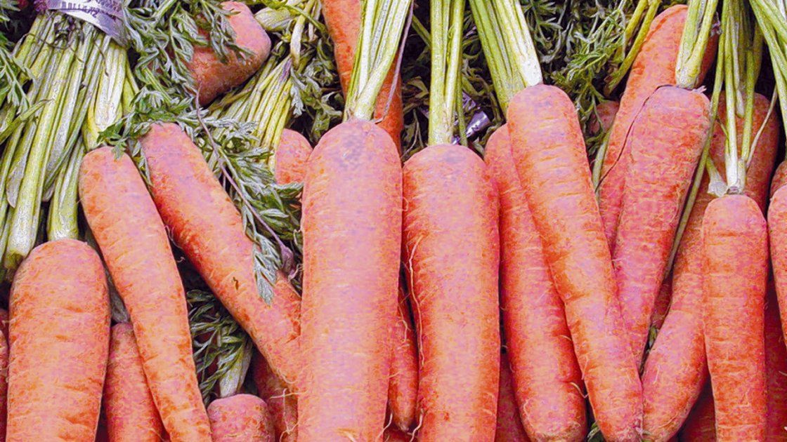 Producen bioetanol y carotenos con desechos de zanahorias